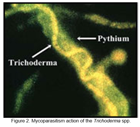 Mechanisms of Resistance of Trichoderma spp. against Plant Disease Management | Asia Pacific ...